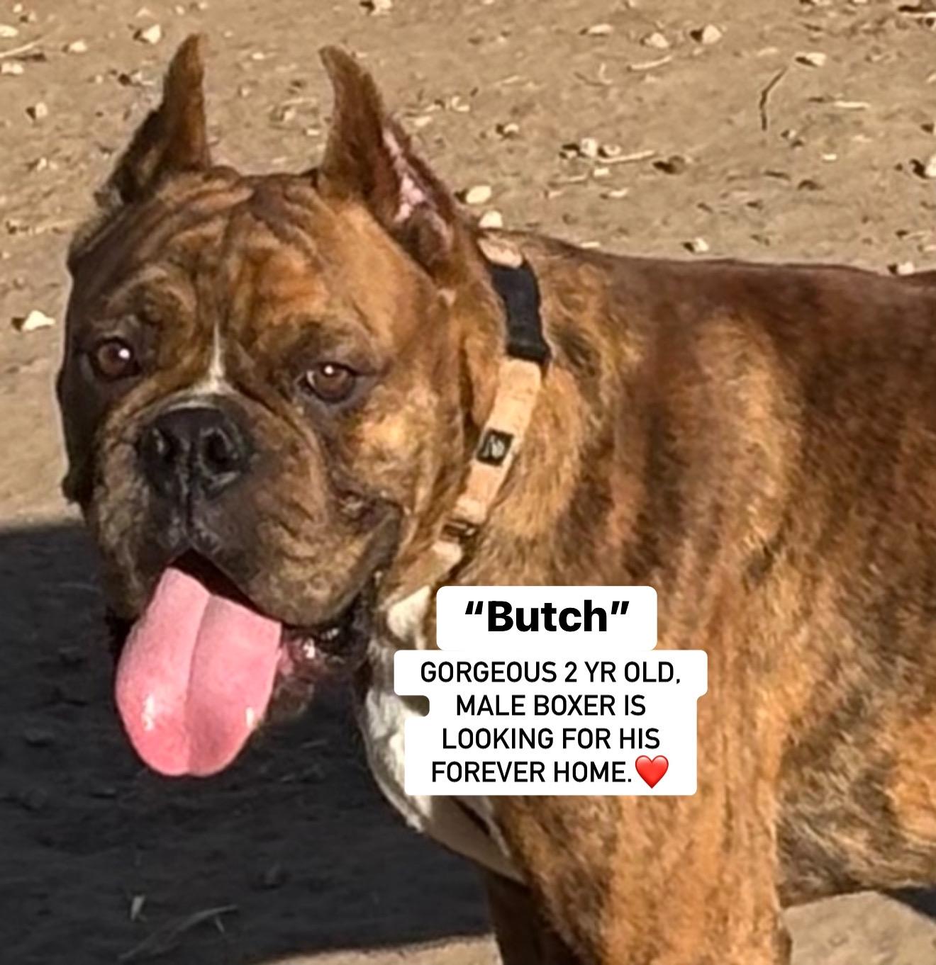 Dog for adoption - BUTCH, a Boxer in Rockdale, TX | Petfinder