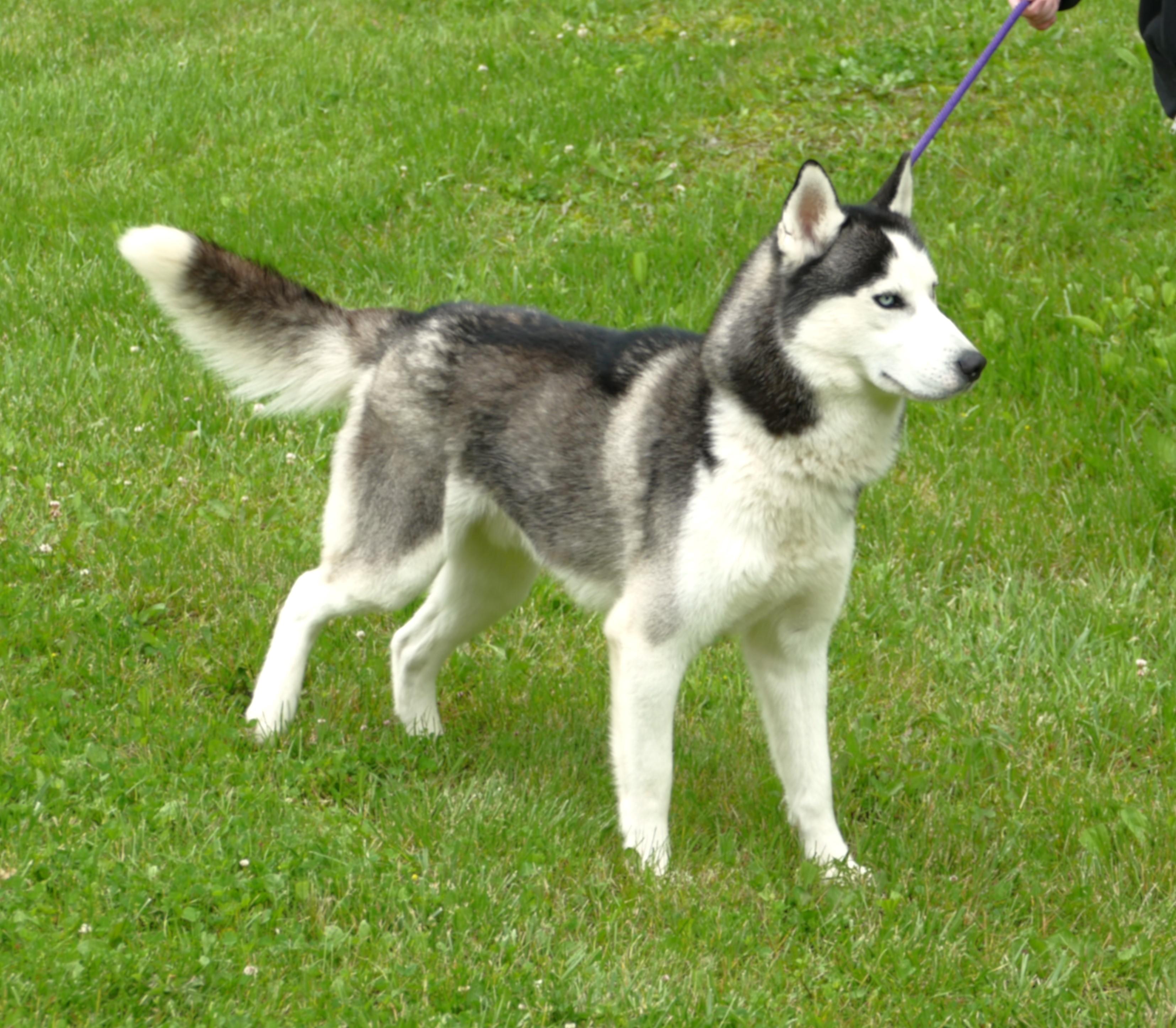 Dog for adoption - ECHO, a Siberian Husky in Beechbottom, WV | Petfinder