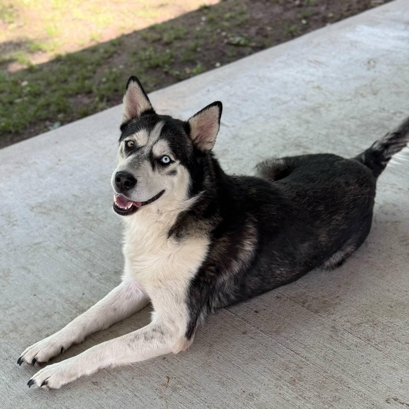 Dog for adoption - Mario, a Husky & Alaskan Malamute Mix in Geneseo ...