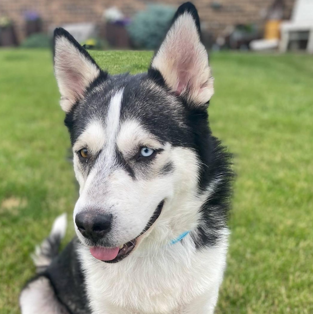 Dog for adoption - Mario, a Husky & Alaskan Malamute Mix in Geneseo ...