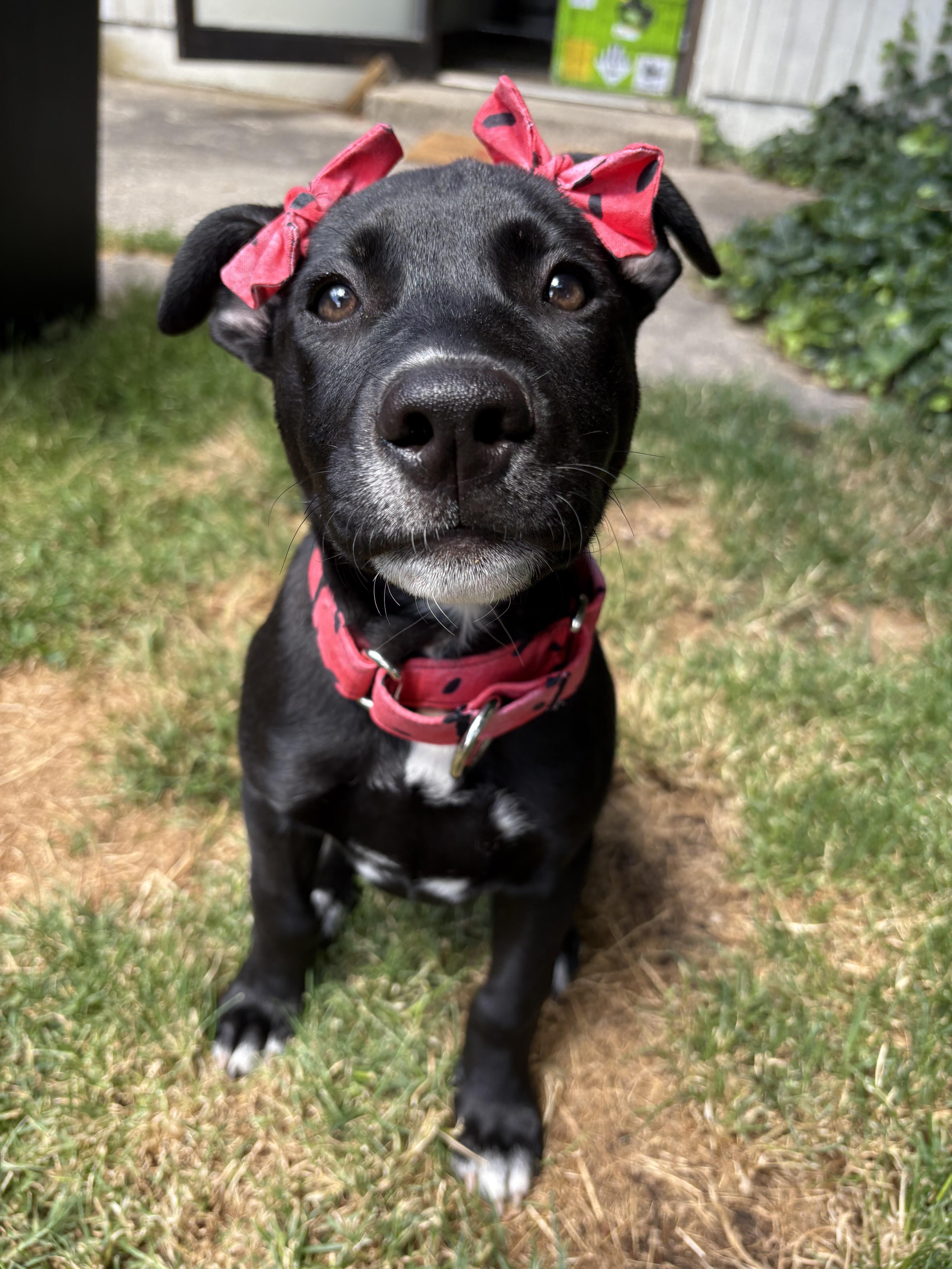 Dog for adoption - Daiquiri Matilda Is More Fun Then A Umbrella Drink ...