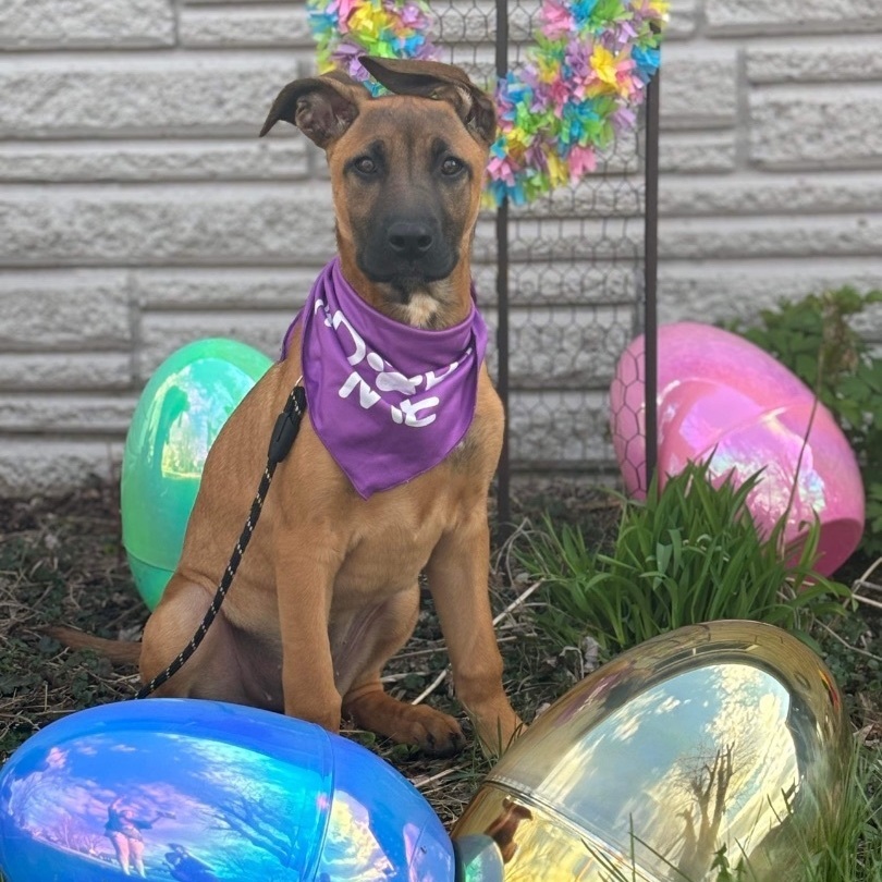 Dog for adoption - Winnie, a Shepherd & Pit Bull Terrier Mix in ...