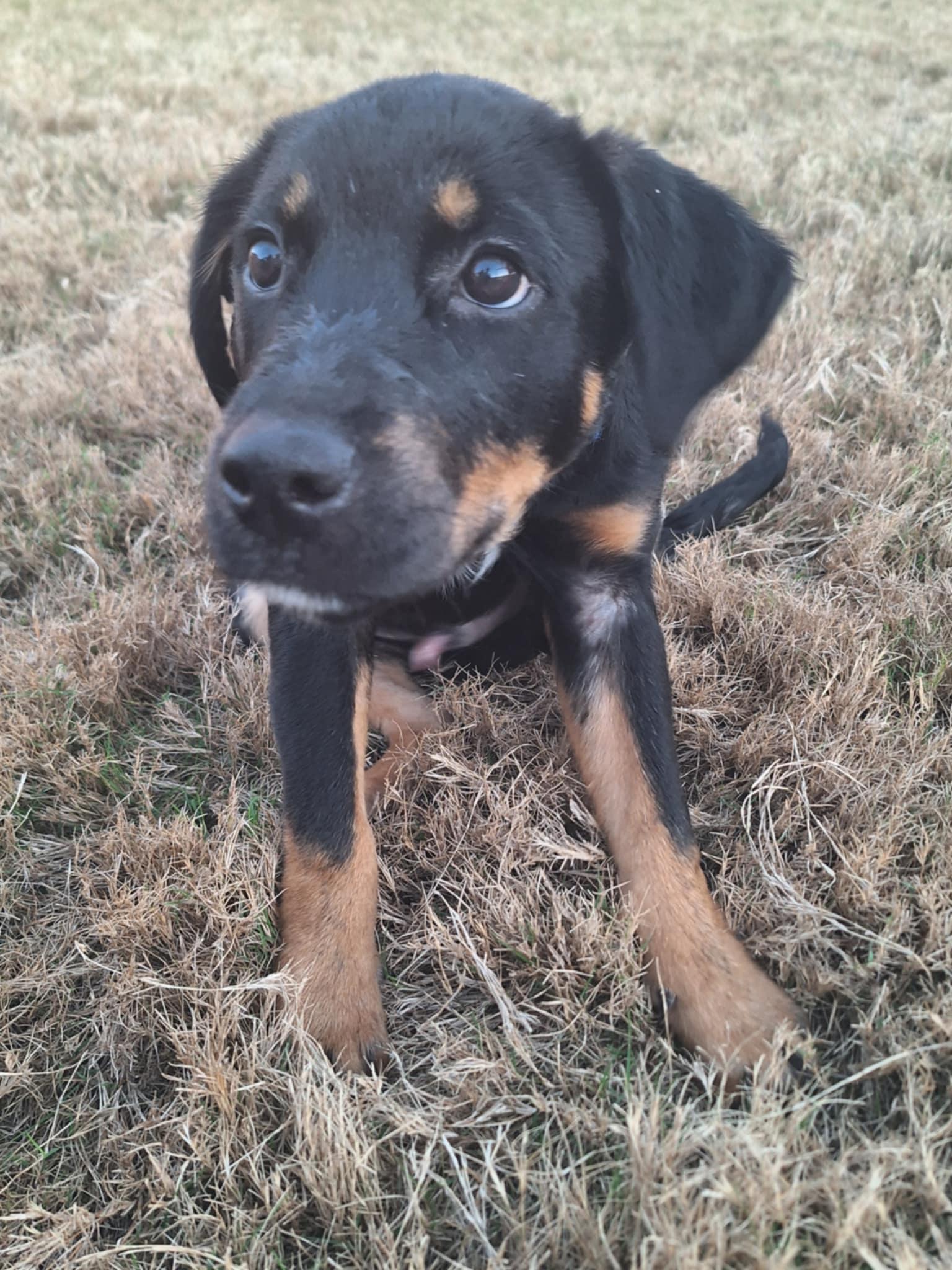 Dog for adoption - Bear, a Shepherd & Rottweiler Mix in Georgetown, TX ...