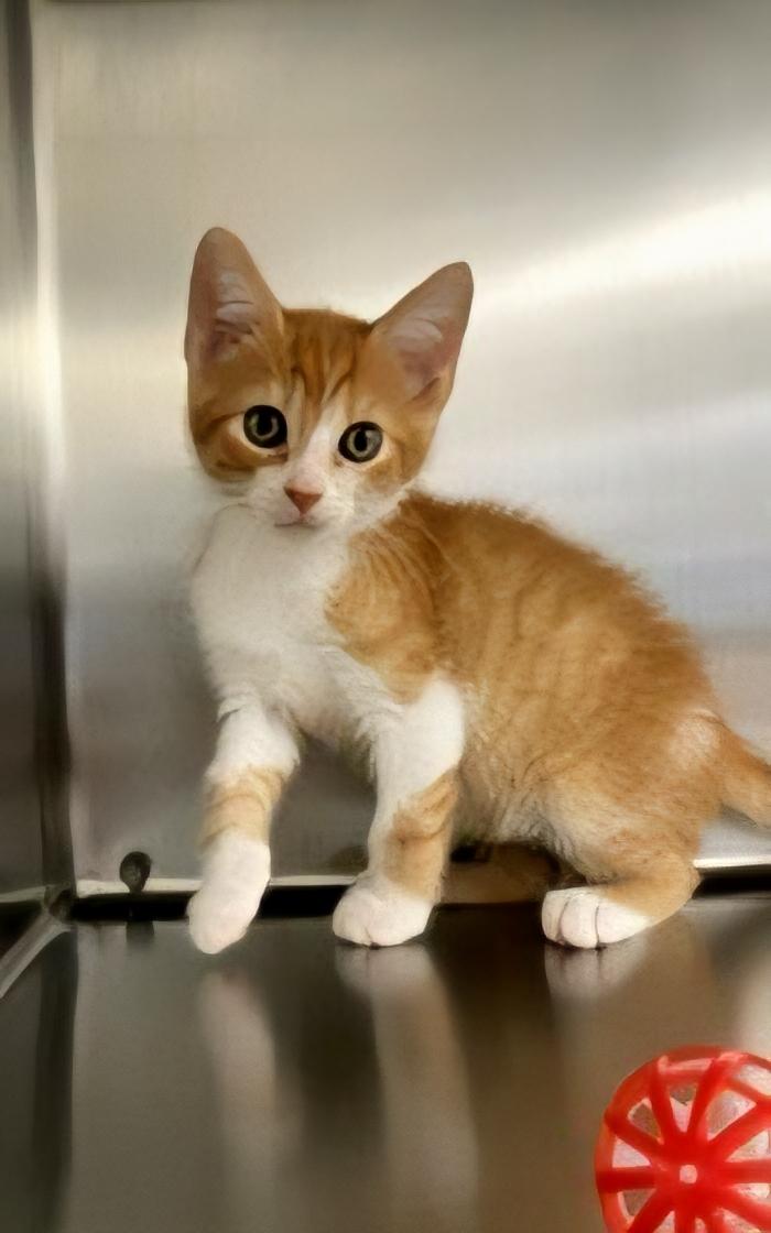 Cat for adoption - 3 kittens M & F, a Domestic Short Hair in Arlington ...