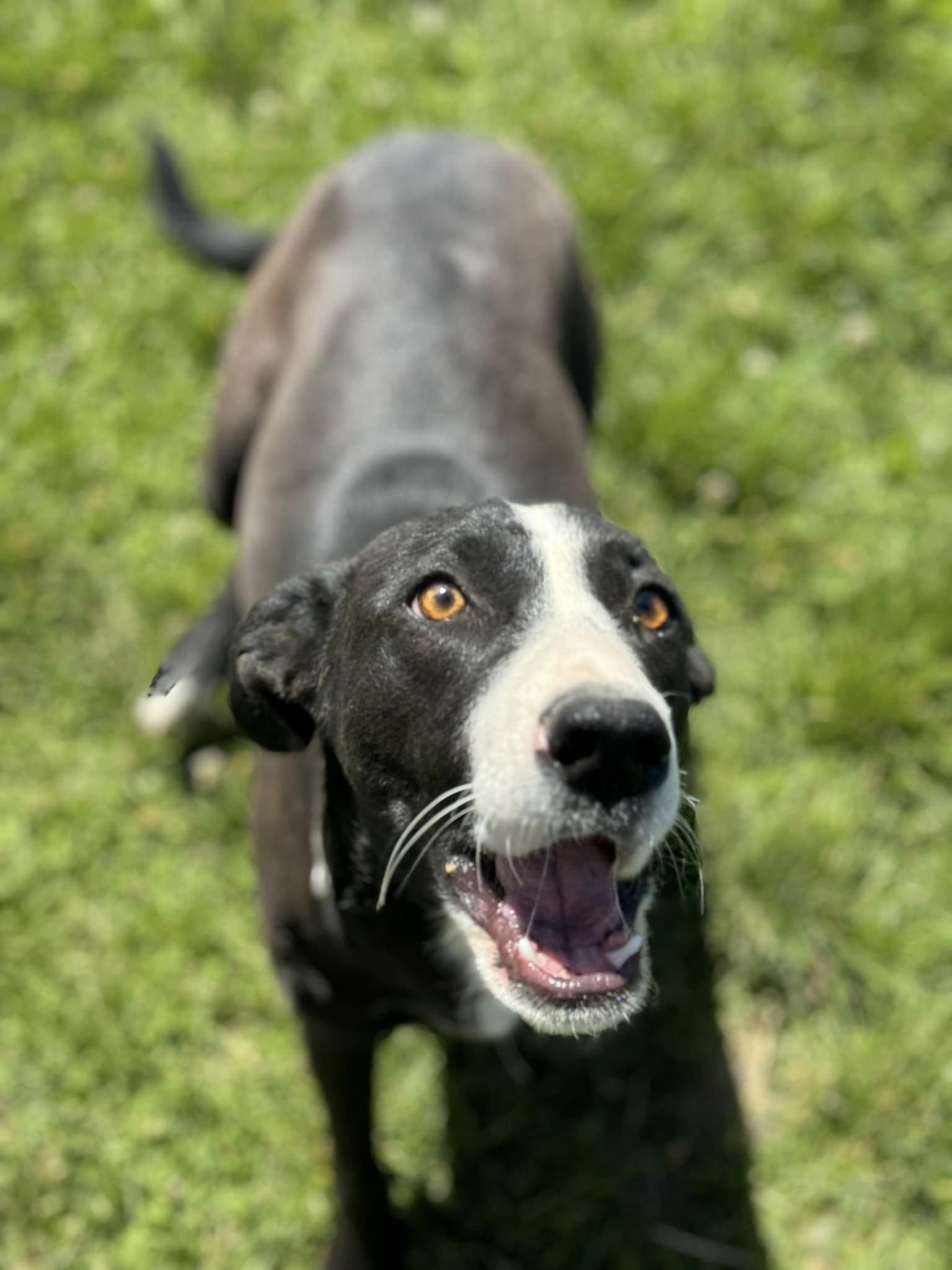 Adoptions – Humane Society of the Ochocos