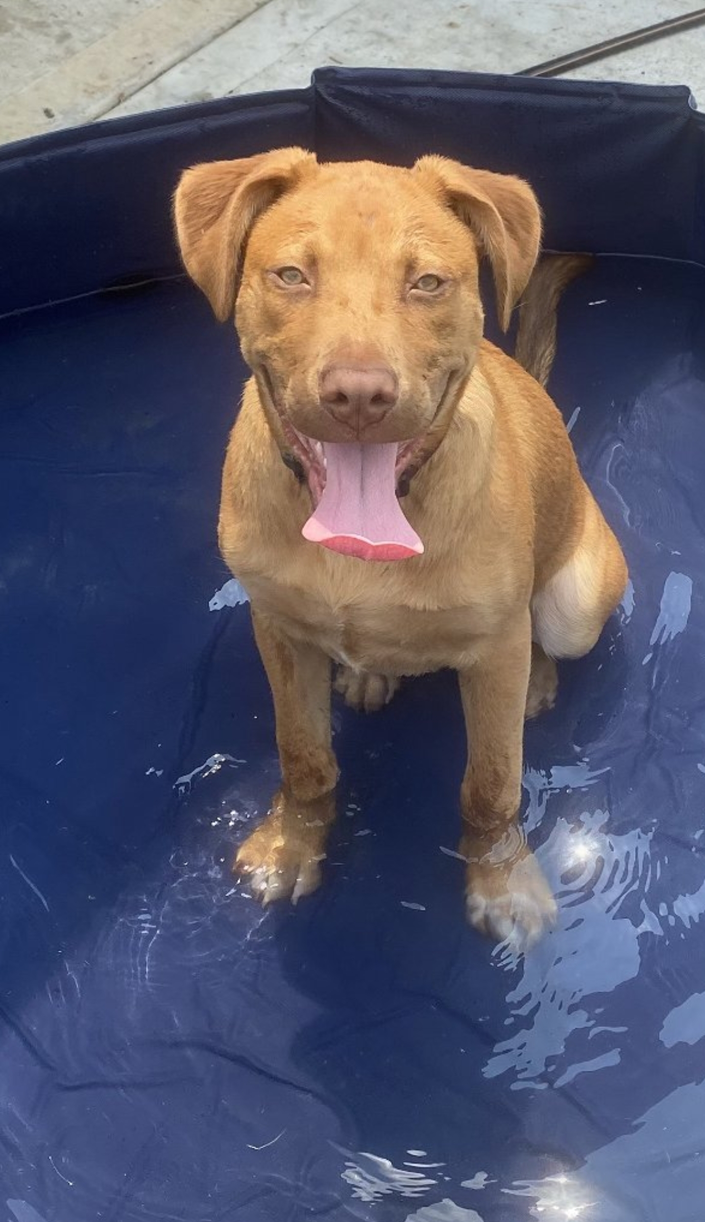 Dog for adoption - Scruffy, a Shepherd & Labrador Retriever Mix in ...