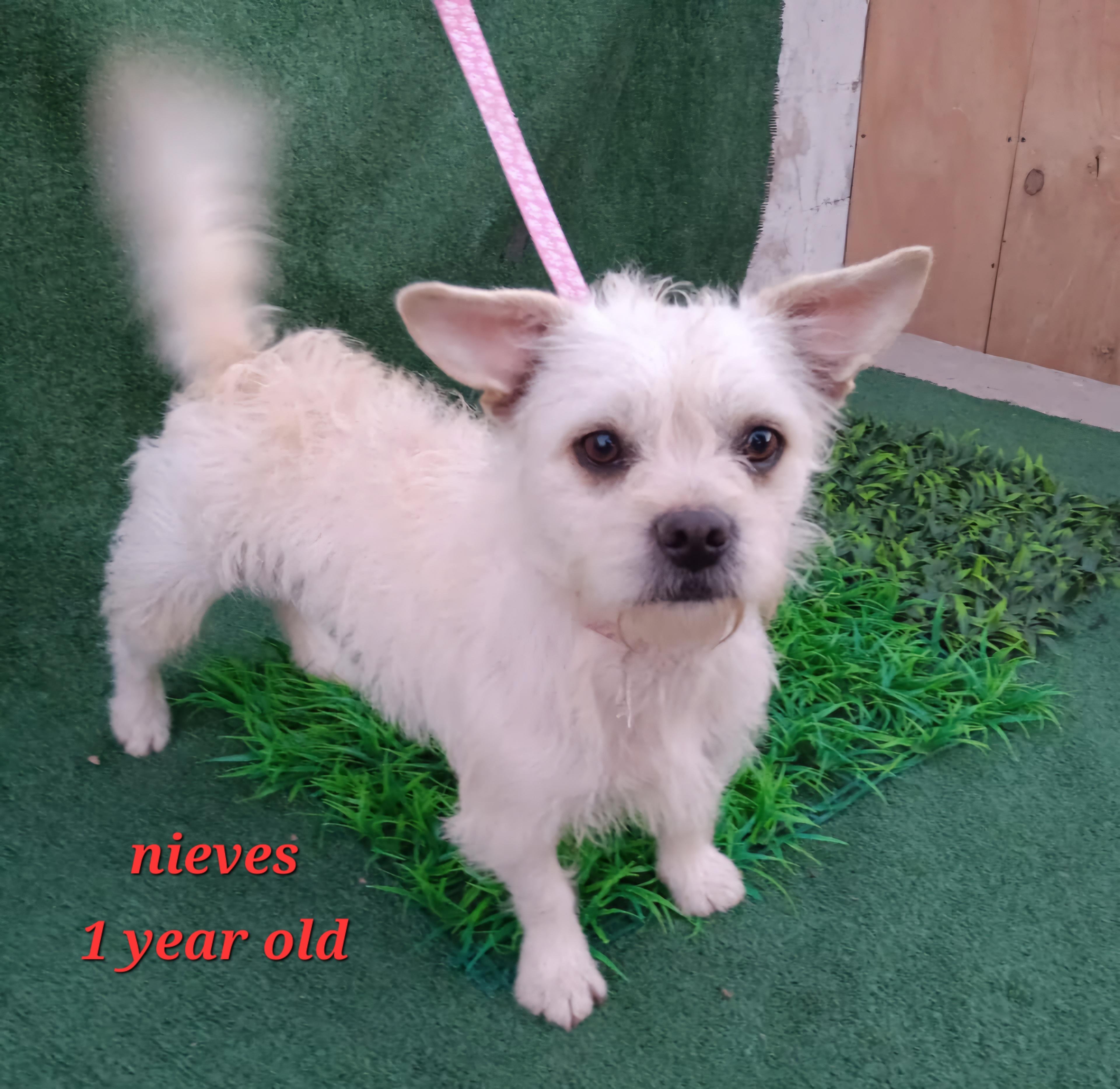 Dog for adoption - Nieves, a Cairn Terrier in Los Angeles, CA | Petfinder