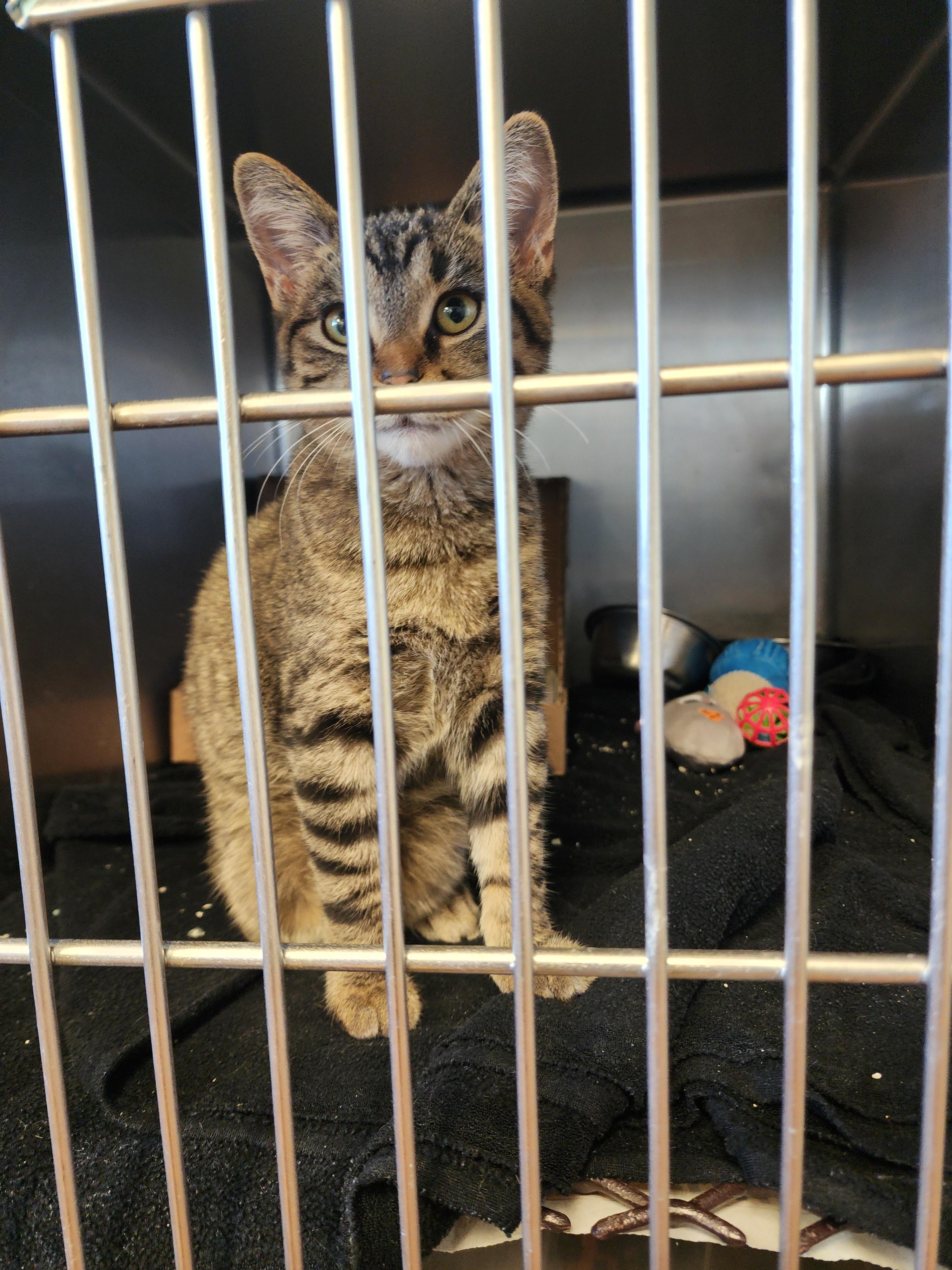 Cat for adoption - Sprinkles, a Domestic Short Hair in Marinette, WI | Petfinder