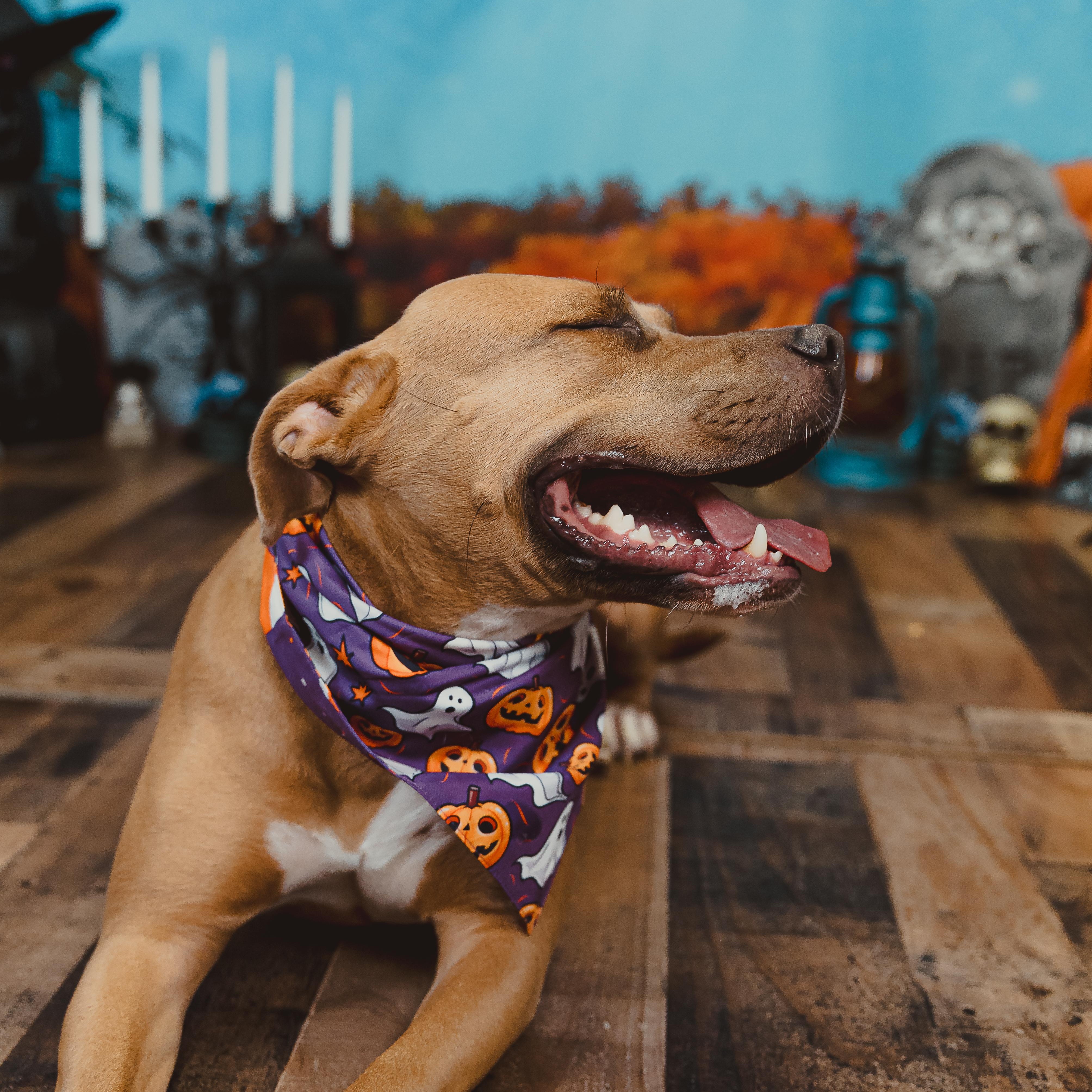 Dog for adoption - Kash, a Pit Bull Terrier Mix in St Louis, MO | Petfinder