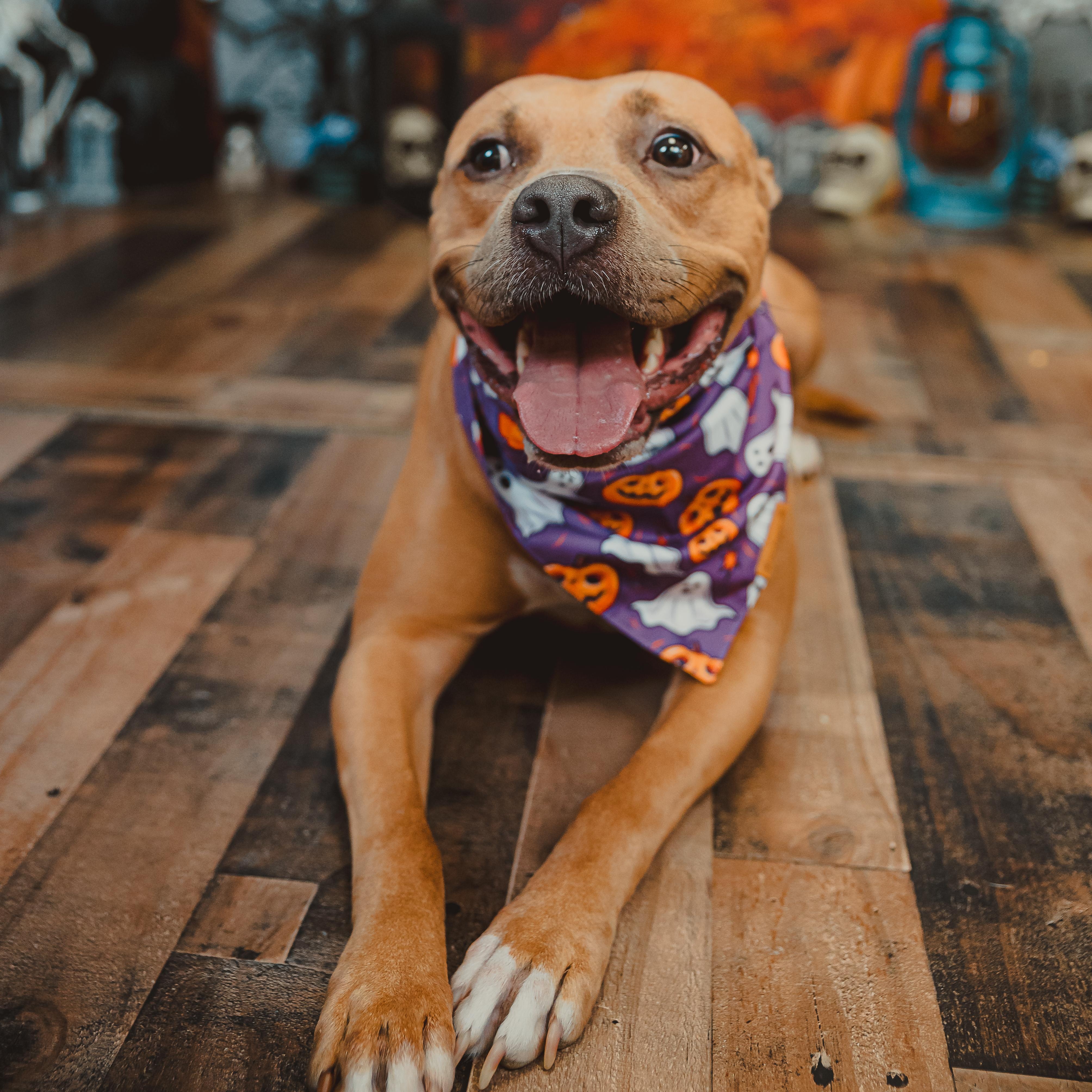 Dog for adoption - Kash, a Pit Bull Terrier Mix in St Louis, MO | Petfinder