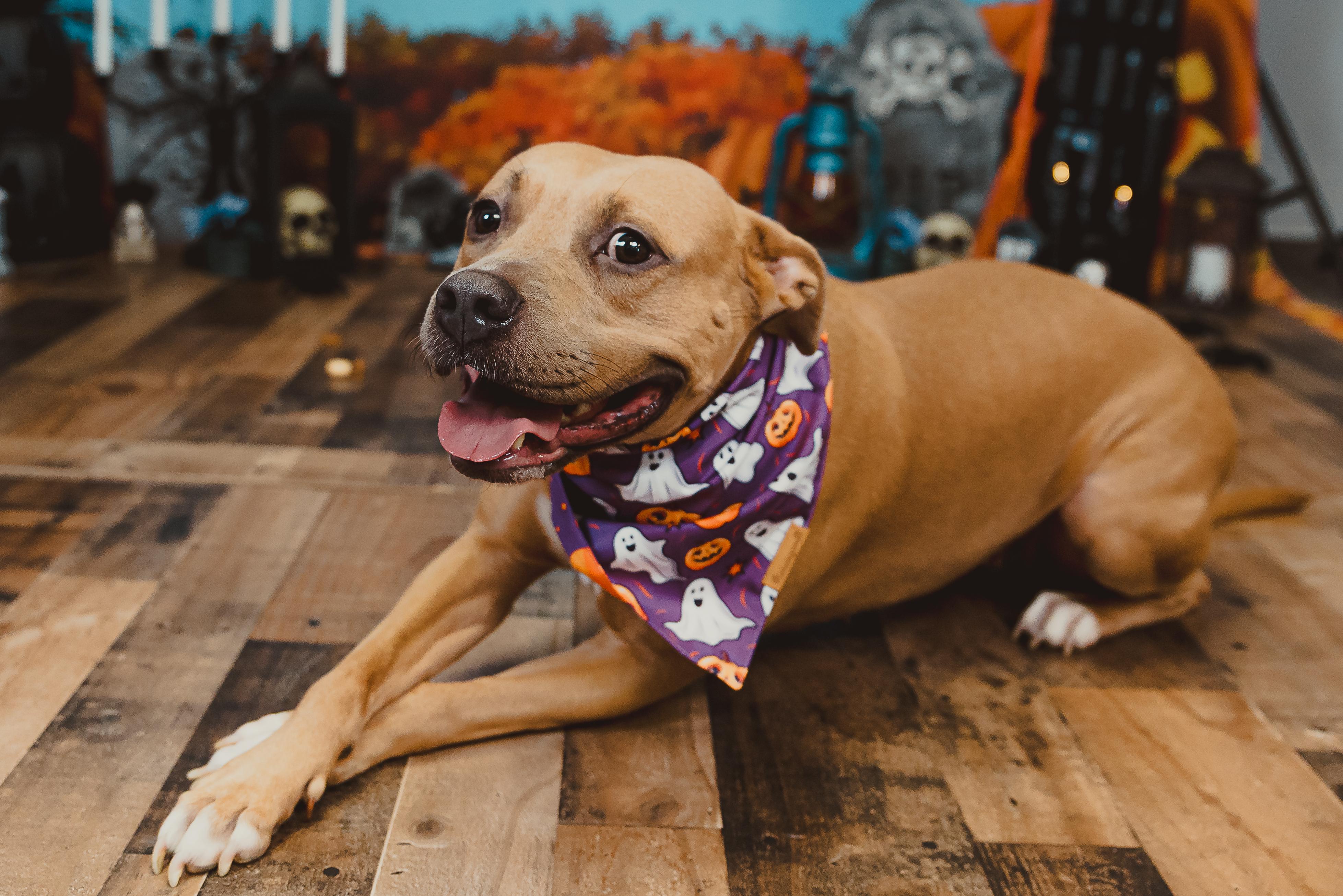 Dog for adoption - Kash, a Pit Bull Terrier Mix in St Louis, MO | Petfinder