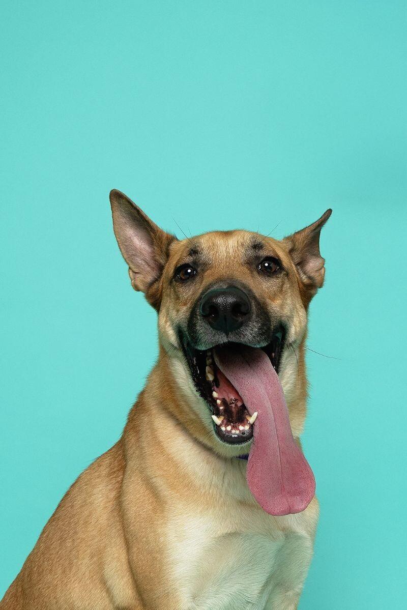 Dog for adoption - Calhoun English, a German Shepherd Dog Mix in Delta ...