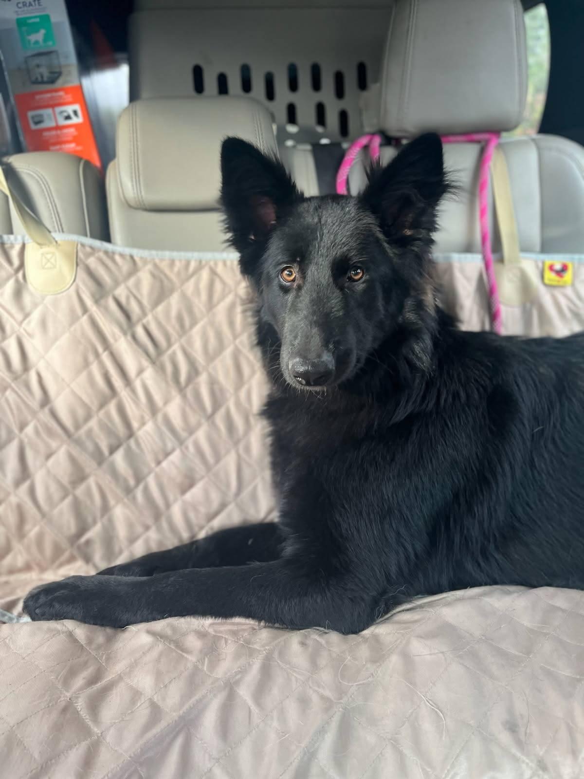 Dog for adoption - Calandria - Callie, a German Shepherd Dog in ...