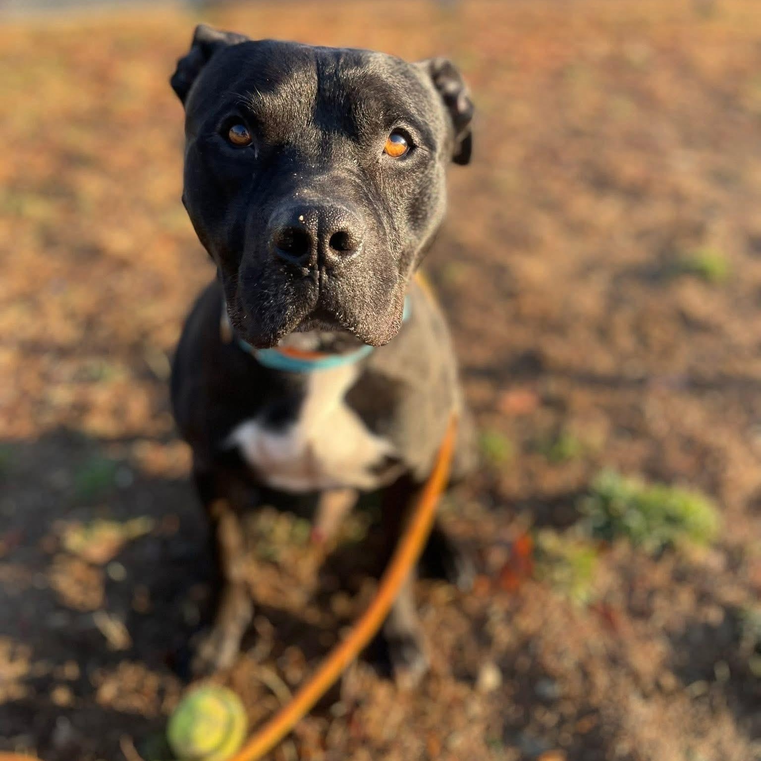 Dog Adoptable - Mishu Id 37128 2856 a Pit Bull Terrier Dog in Manassas ...