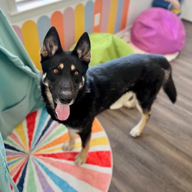 Dog for adoption - Rocky Balboa the Greatest Dog of All Time, a German ...
