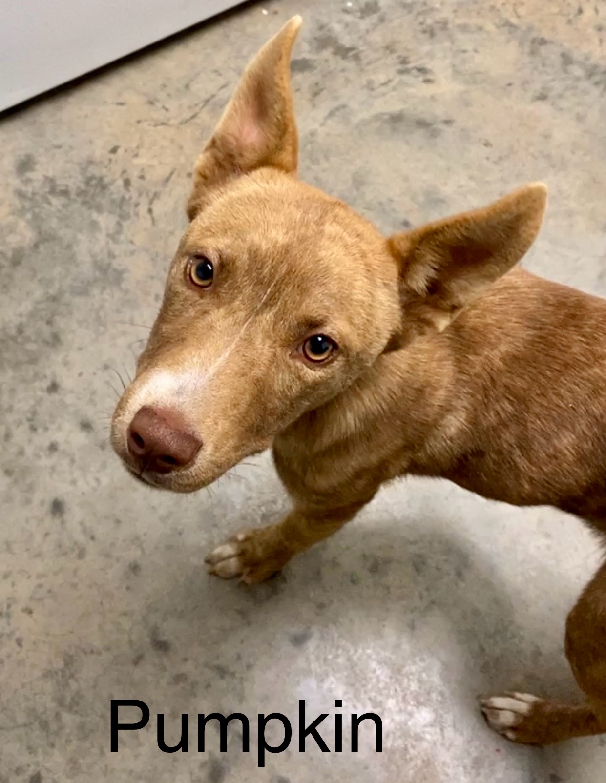 Dog for adoption - Pumpkin, a Terrier in Pomeroy, OH | Petfinder