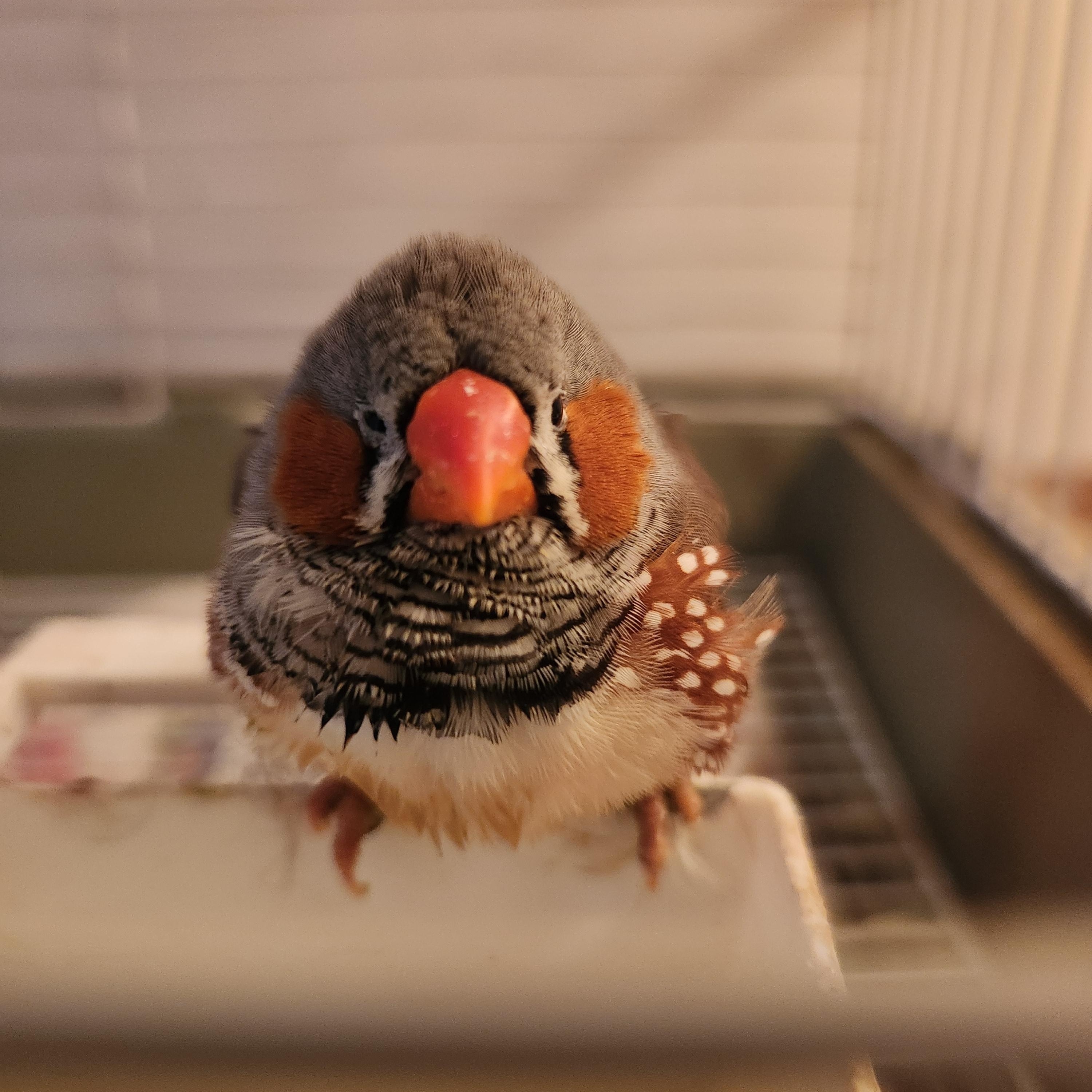 Finch for adoption - Zebra Finches, a Finch in Wantage, NJ | Petfinder