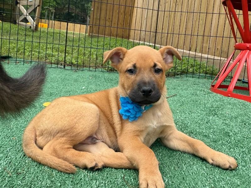 Dog for adoption - Hudson River, a Pit Bull Terrier & Labrador Retriever Mix in Hartford, CT ...