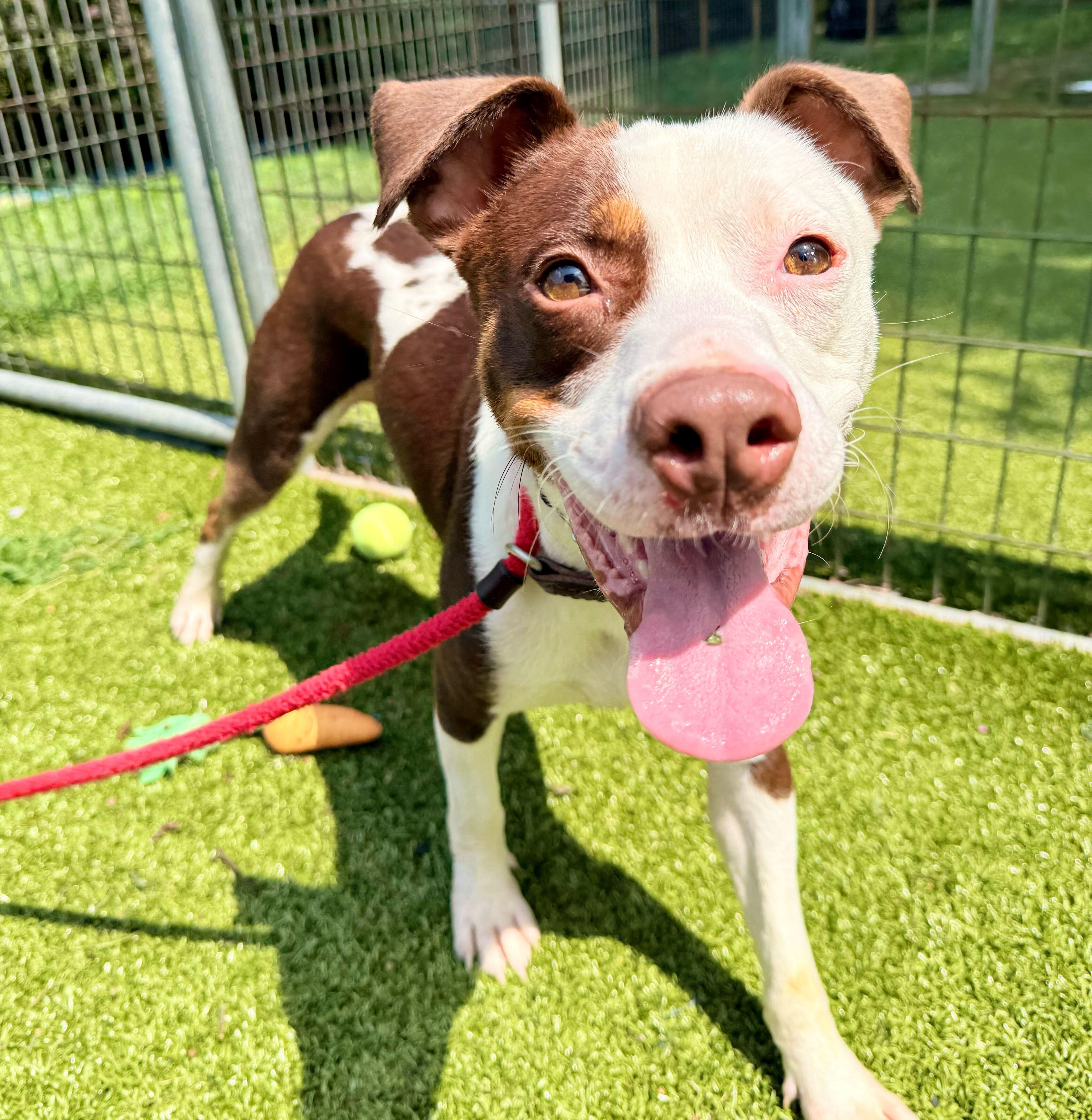 Dog for adoption - Danny, a Mixed Breed in Media, PA | Petfinder