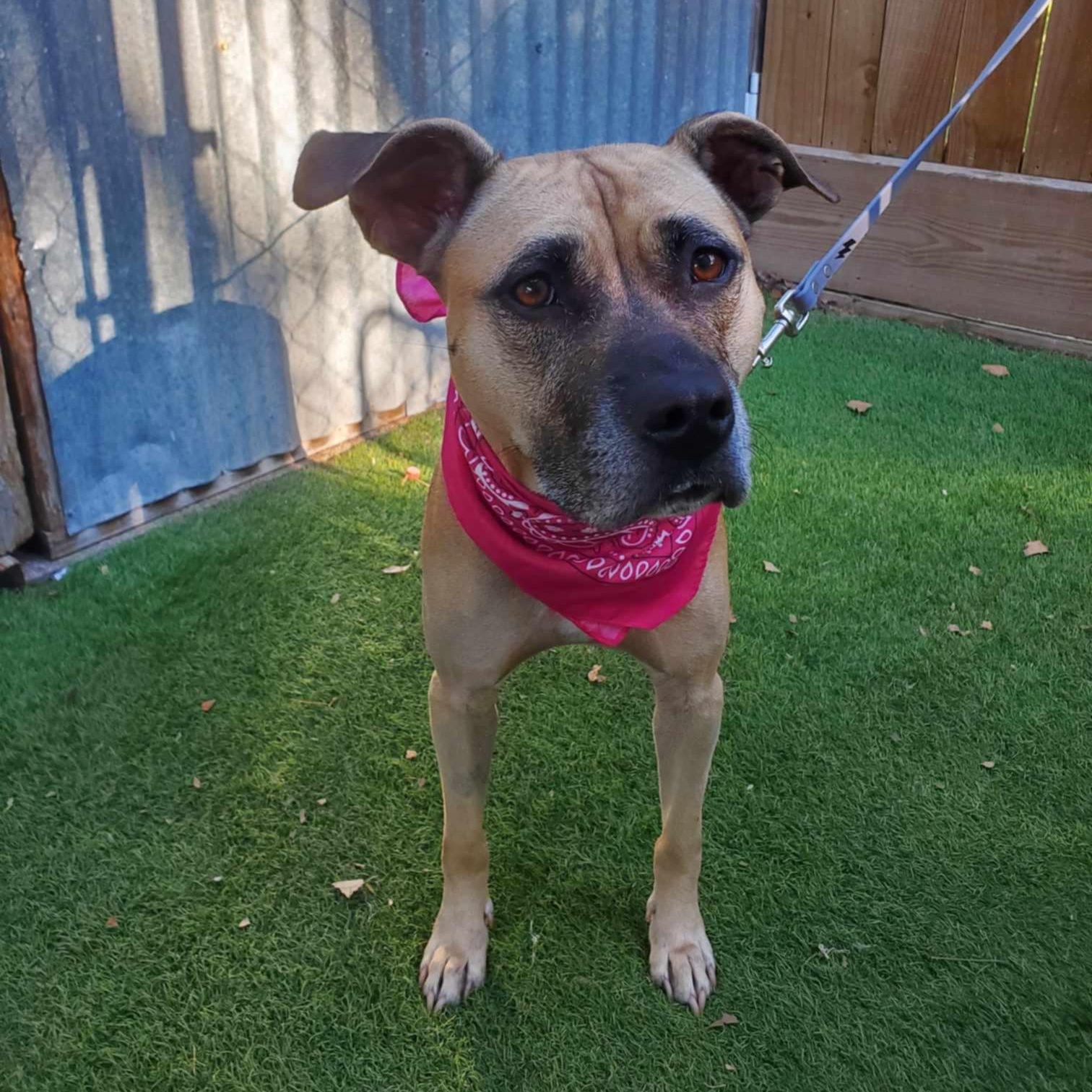 Dog for adoption - Crystal, a Black Mouth Cur Mix in Cincinnati, OH ...