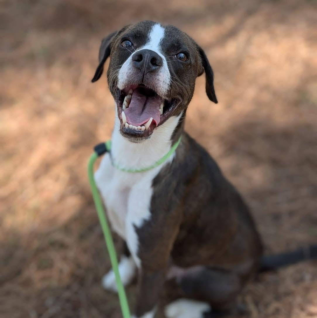 Dog for adoption - Rusty, a Pit Bull Terrier Mix in Crystal Lake, IL ...