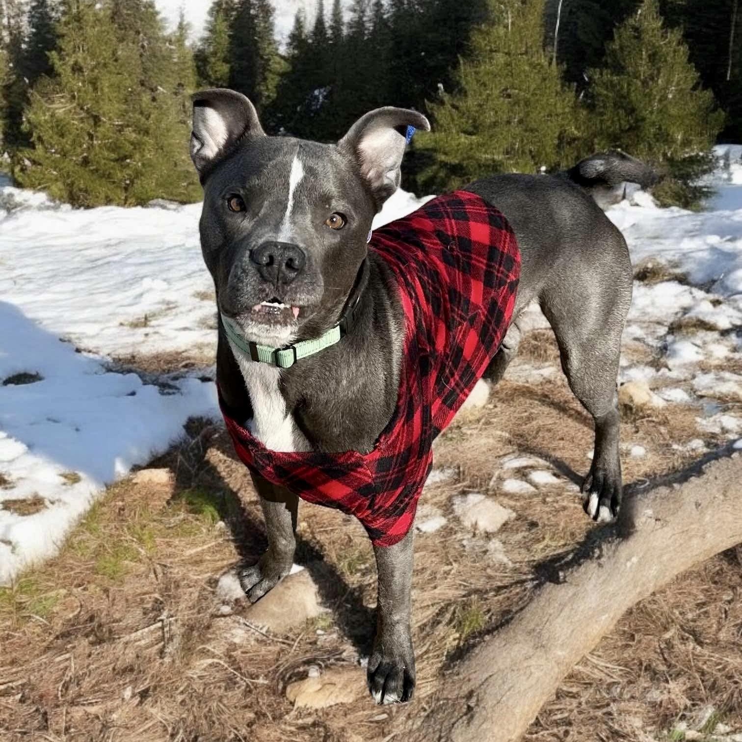 Dog for adoption - Graysen, a Pit Bull Terrier Mix in Richmond , VA ...