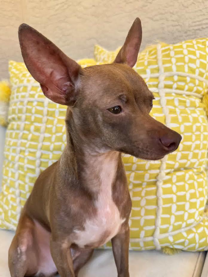 Dog for adoption - Choco, a Chihuahua in Las Vegas, NV | Petfinder