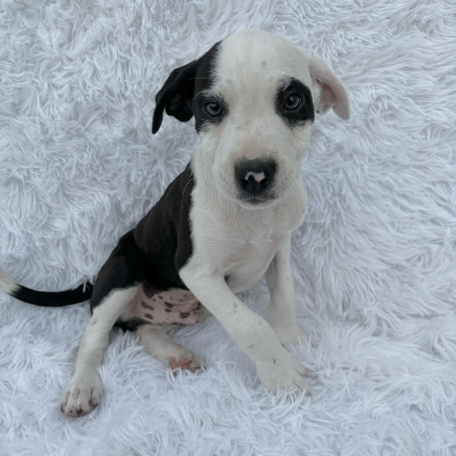 Dog for adoption - Hubble, a Pit Bull Terrier in Hermiston, OR | Petfinder