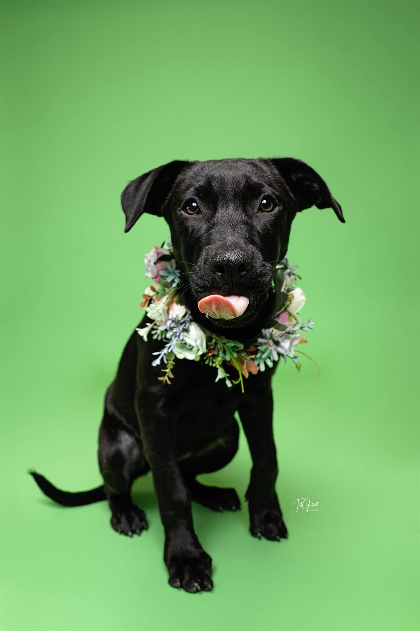 Dog for adoption - Raven, a Labrador Retriever Mix in Wausau, WI ...