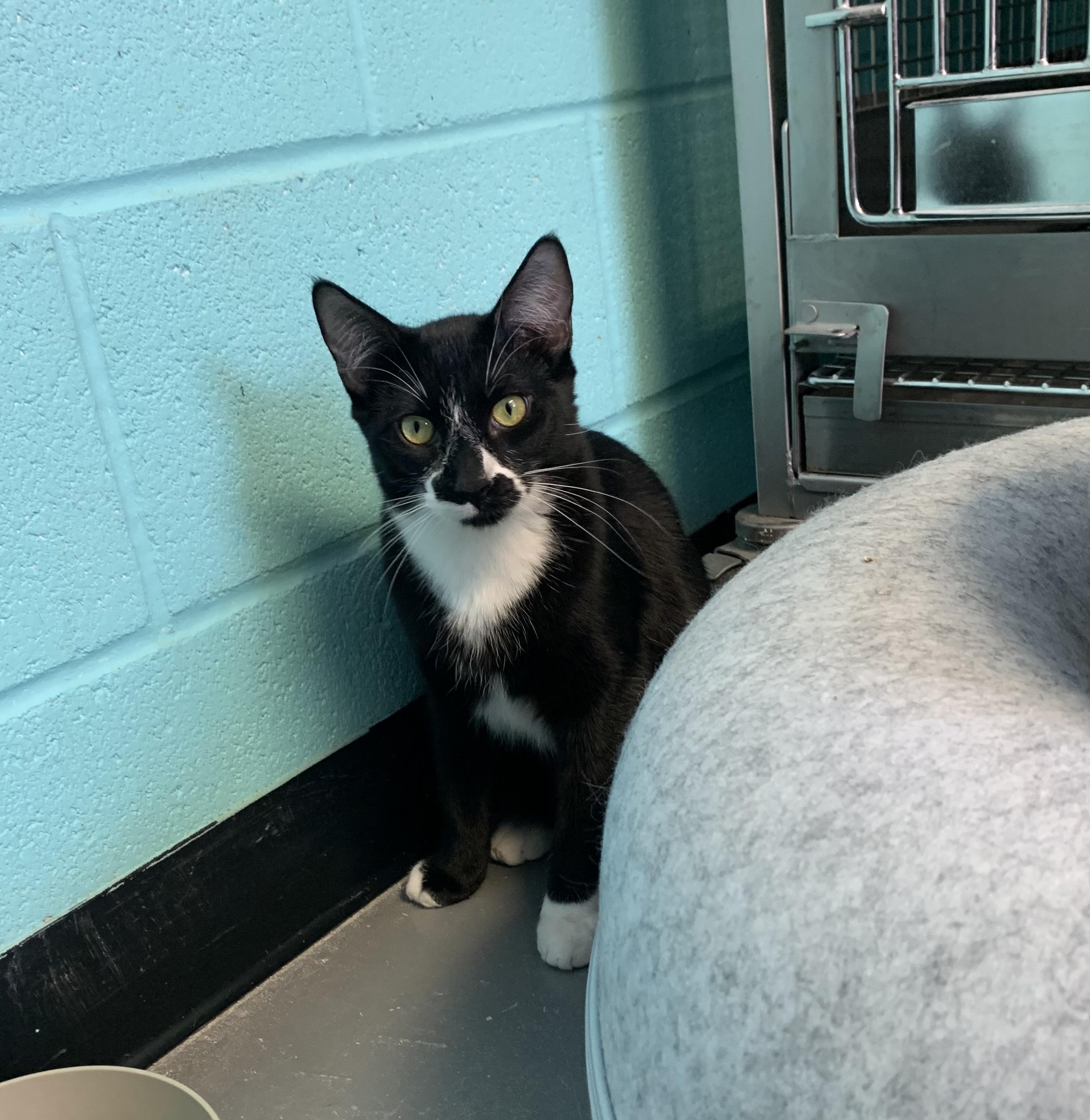 Cat for adoption - Bahama, a Domestic Short Hair Mix in Bisbee, AZ ...