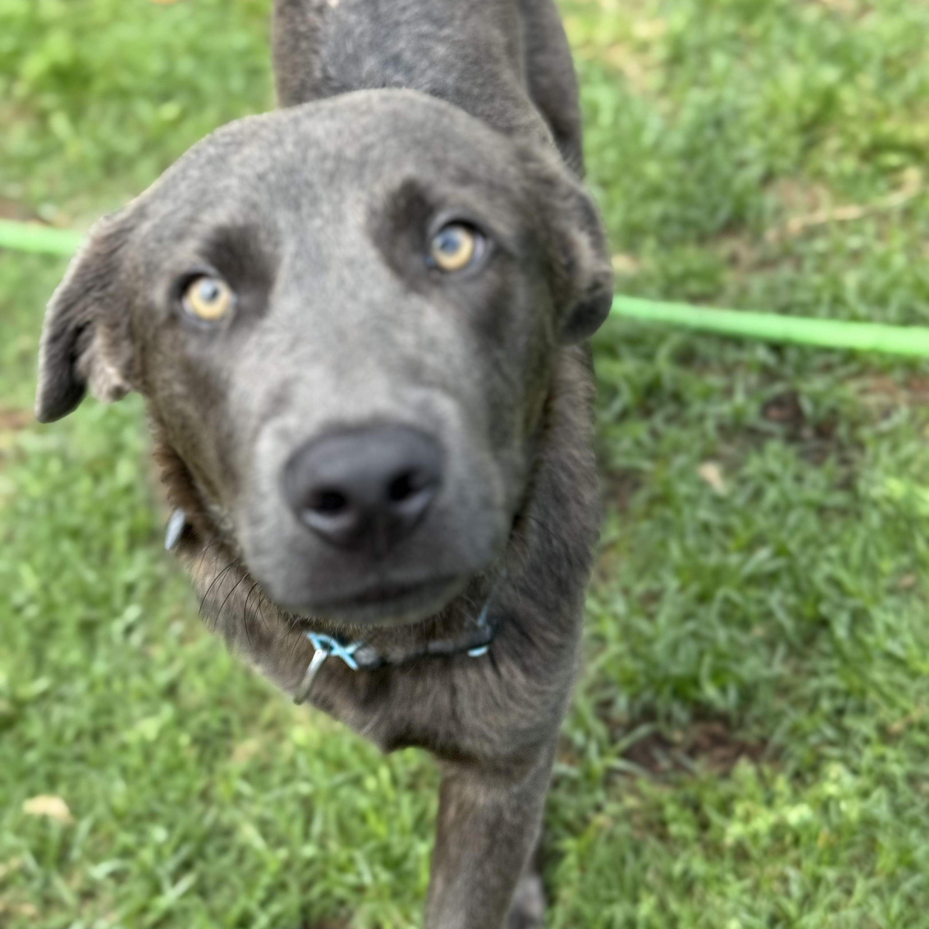 Dog for adoption - Bear, a Labrador Retriever Mix in Alden, NY | Petfinder