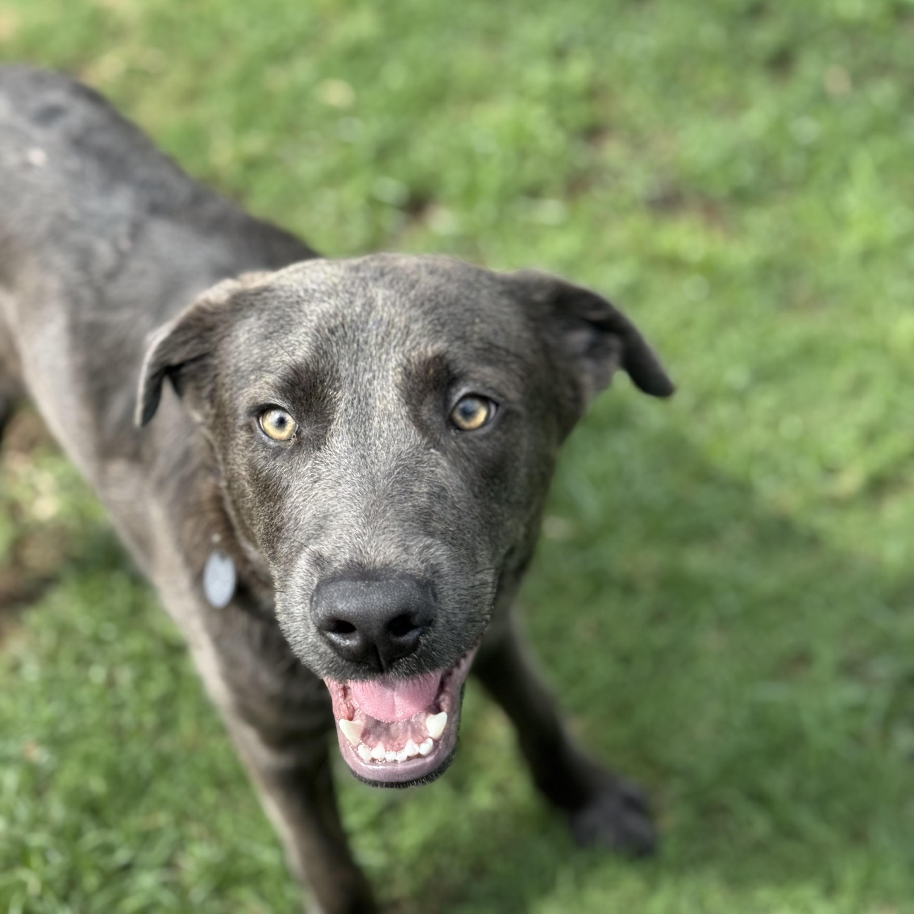 Dog for adoption - Bear, a Labrador Retriever Mix in Alden, NY | Petfinder