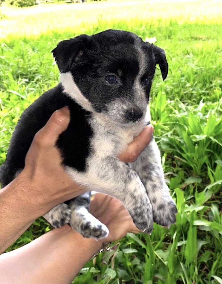 Dog for adoption - Oreo, a Border Collie & Chihuahua Mix in ...