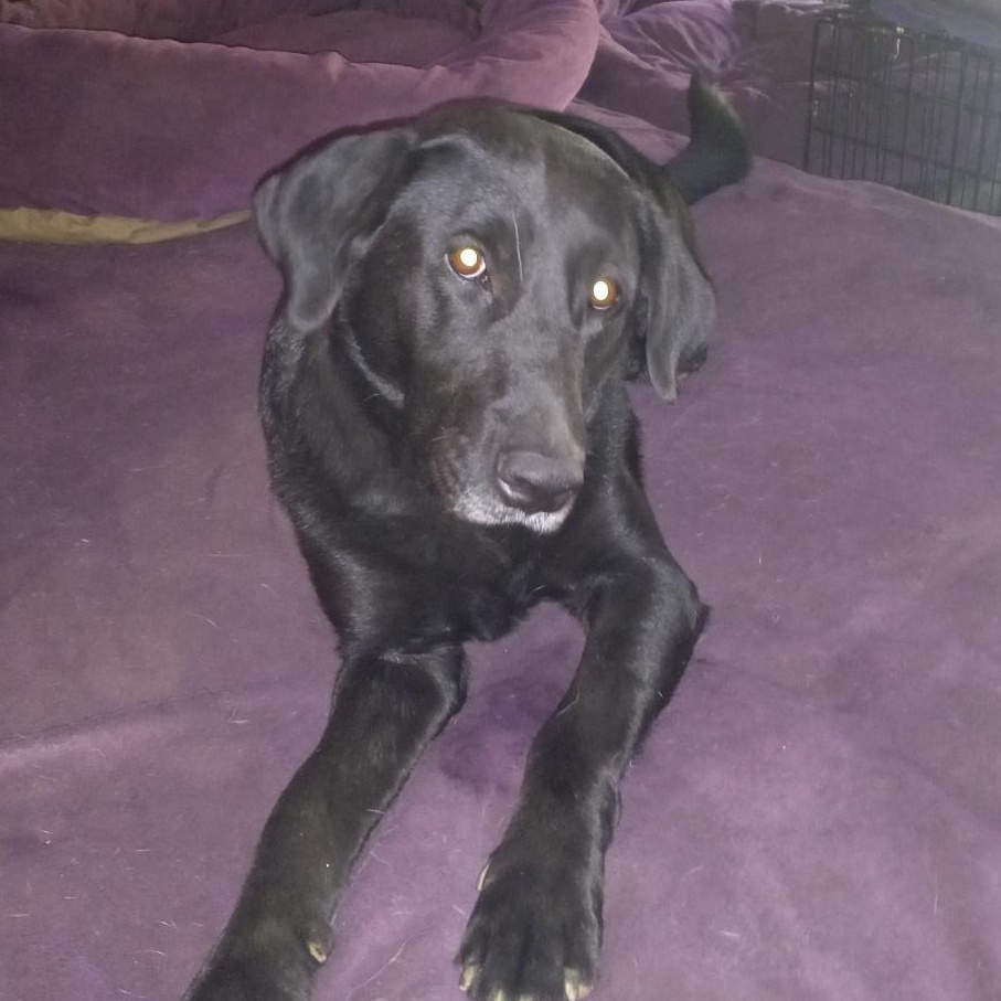 Dog for adoption - Smoke, a Black Labrador Retriever in North Jackson ...