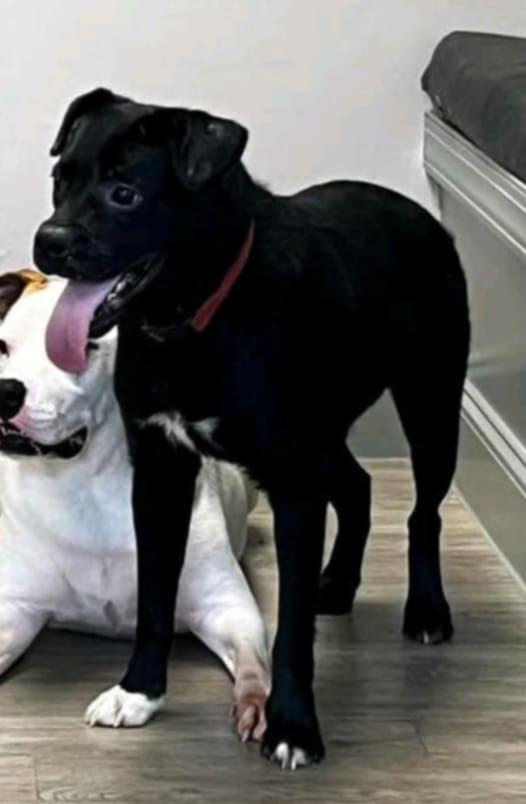 Dog for adoption - Monkey, a Boxer Mix in Seth, WV | Petfinder