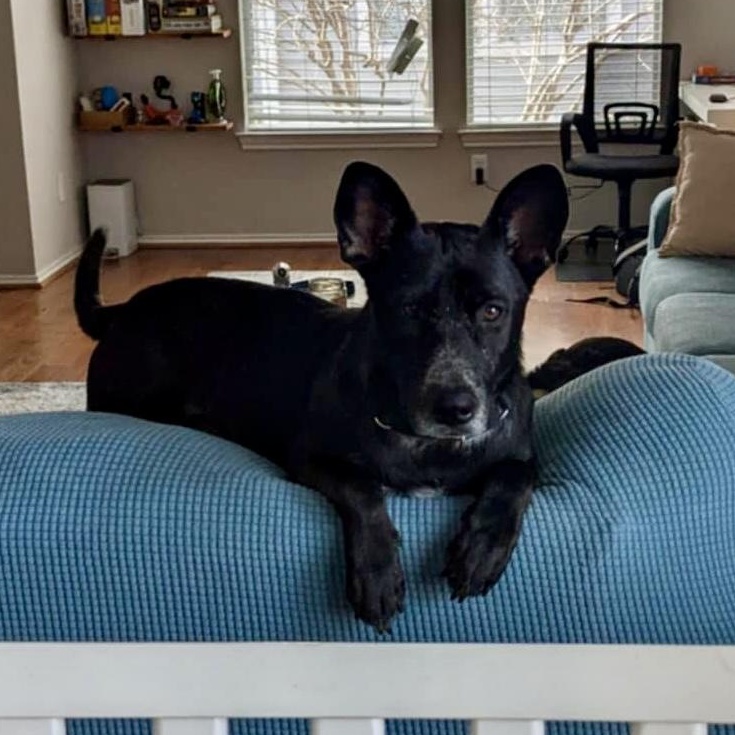 Dog for adoption - Brewer, a Cattle Dog Mix in Springfield , MO | Petfinder