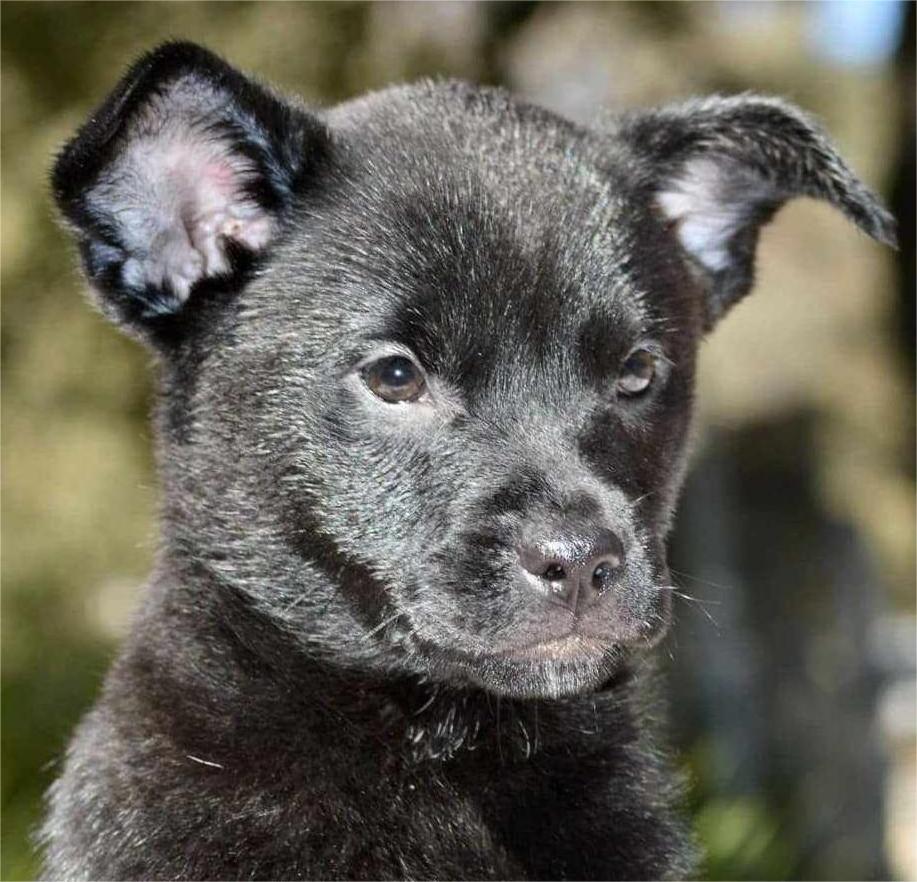 Dog for adoption - Lilly, a Schipperke & German Pinscher Mix in Cincinnati, OH | Petfinder