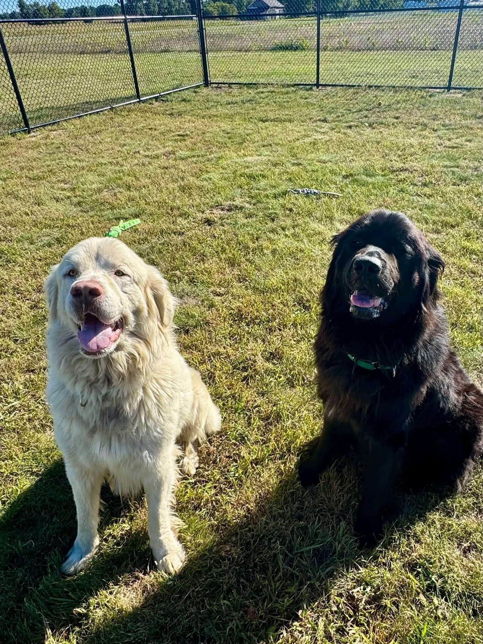 Dog for adoption - Bear BONDED TO WOLF, a Newfoundland Dog & Great ...