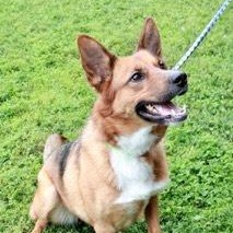 Dog for adoption - Toast, a German Shepherd Dog Mix in Springfield, MO ...