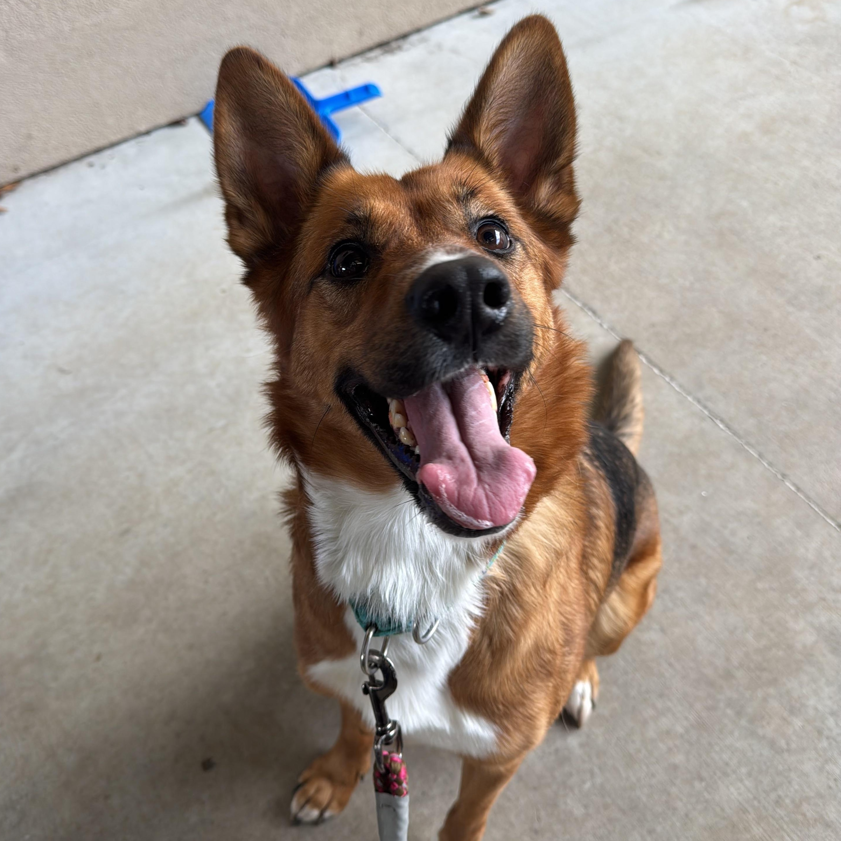 Dog for adoption - Toast, a German Shepherd Dog Mix in Springfield, MO ...