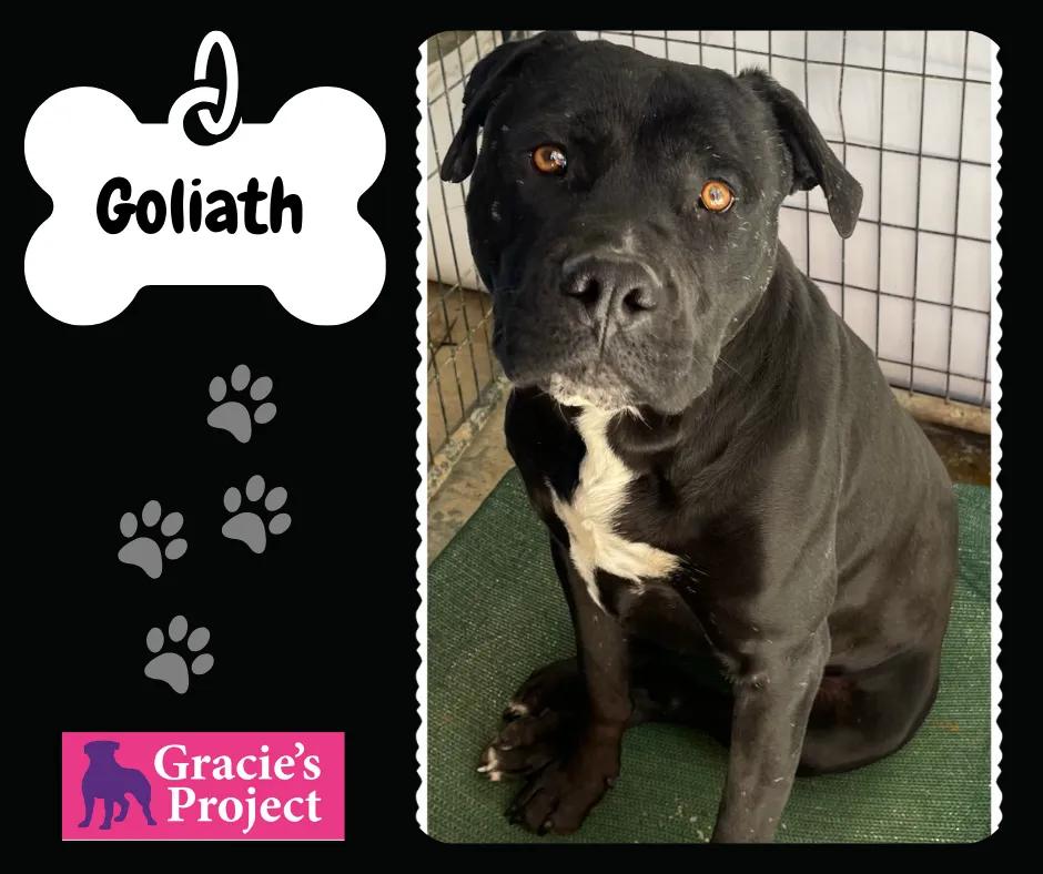 Dog for adoption - Goliath, a Pit Bull Terrier Mix in Richmond, VA ...