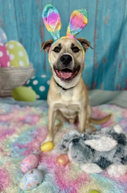 Dog for adoption - Roman, an Anatolian Shepherd in Walker, LA | Petfinder