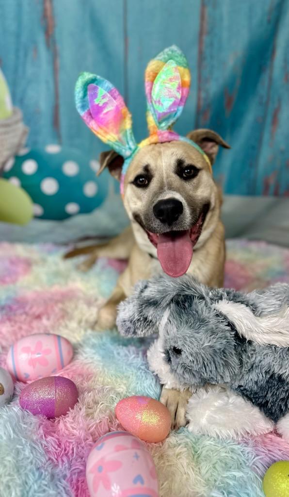 Dog for adoption - Roman, an Anatolian Shepherd in Walker, LA | Petfinder