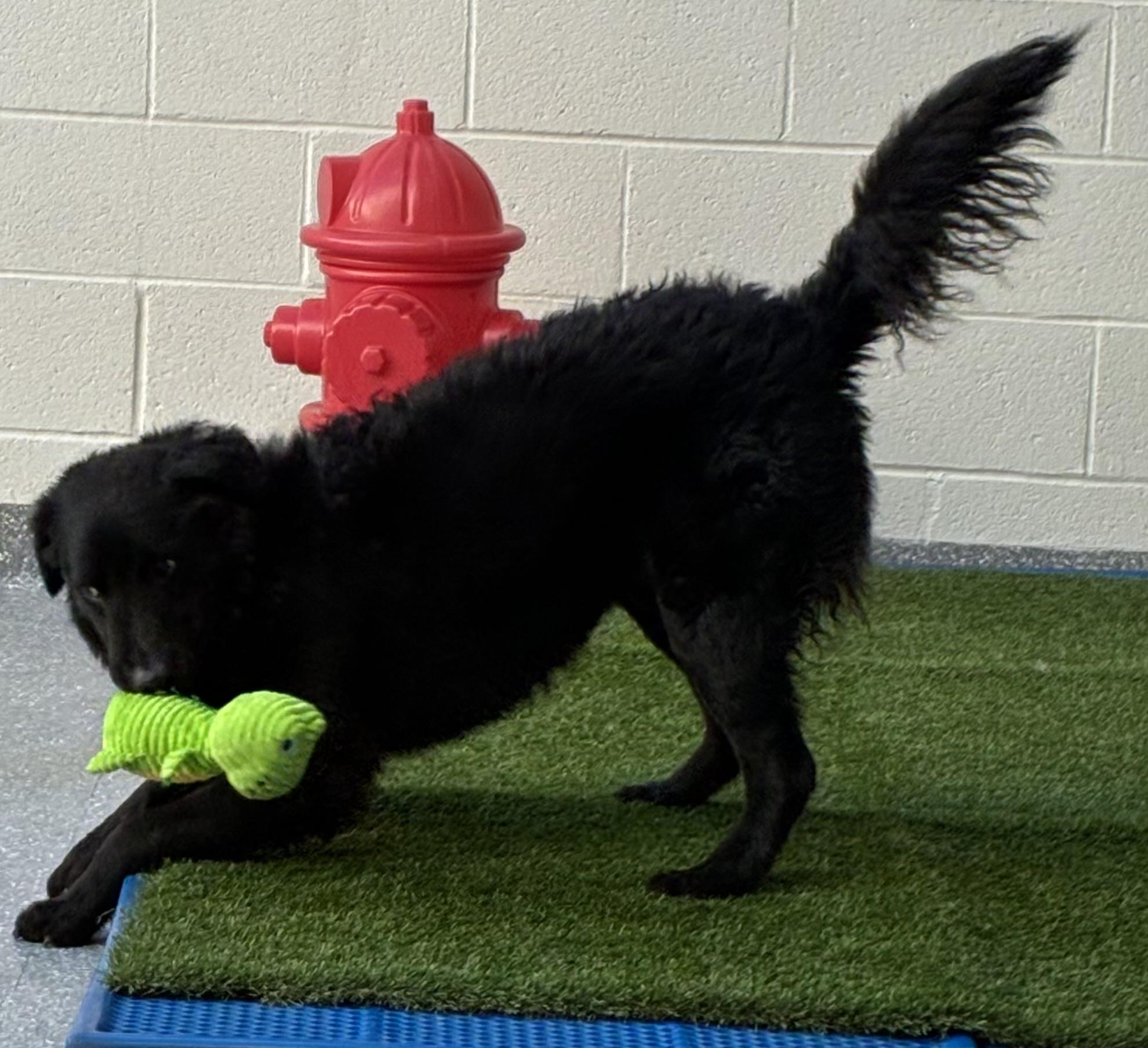 Zazu - Adoptable Pet | Petfinder | Petfinder