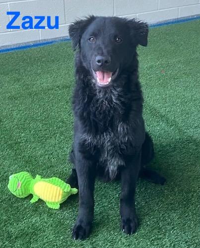 Zazu - Adoptable Pet | Petfinder | Petfinder