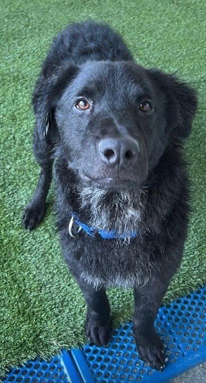 Zazu - Adoptable Pet | Petfinder | Petfinder