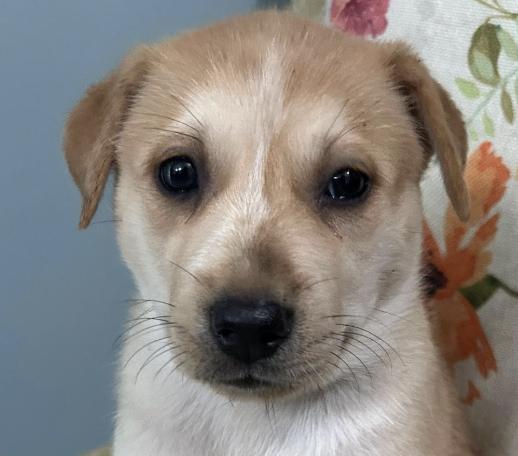 Dog for adoption - Birria Fiesta, a Collie & Labrador Retriever Mix in ...