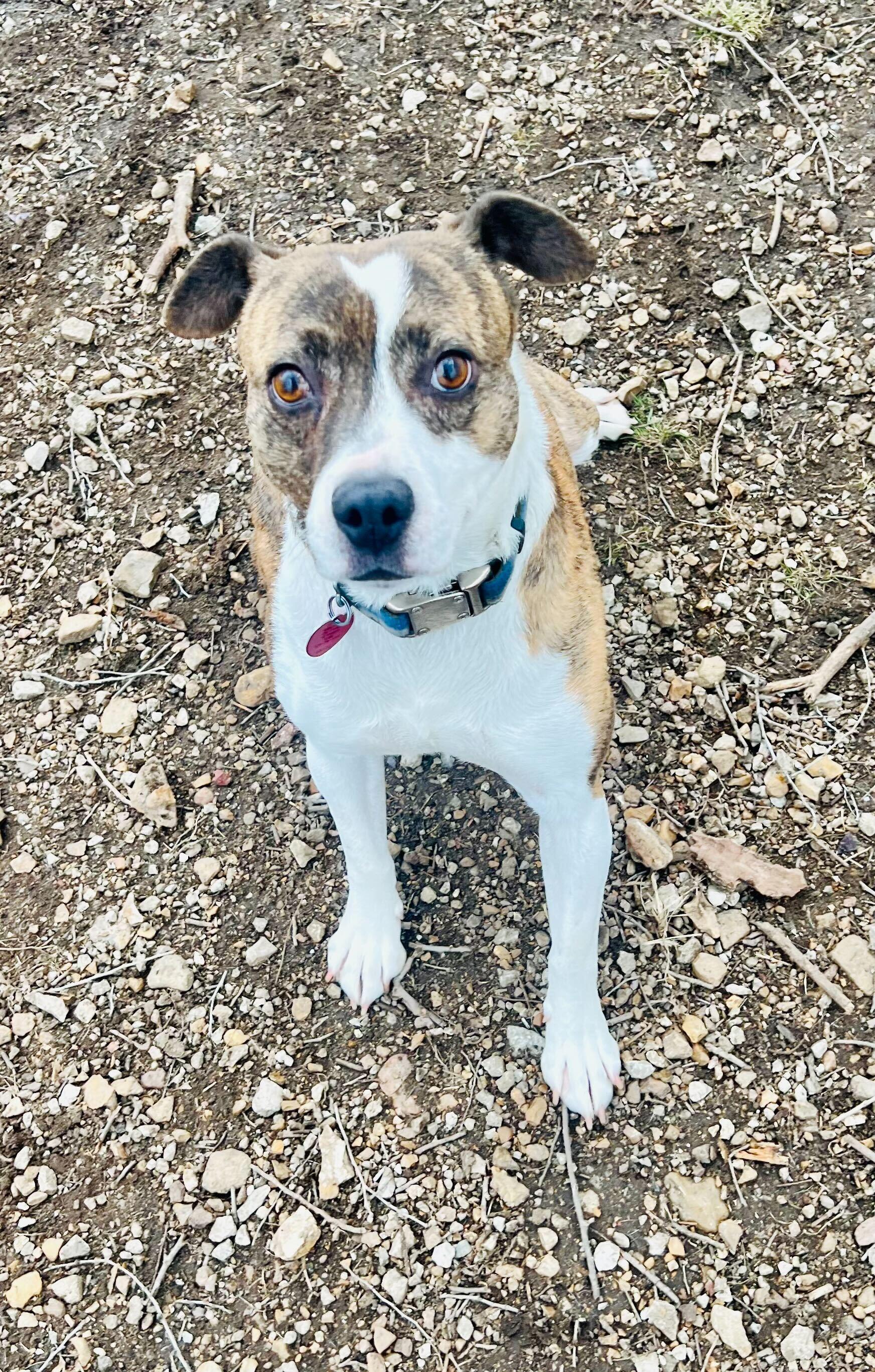 Dog for adoption - Bonnie, an American Staffordshire Terrier Mix in ...