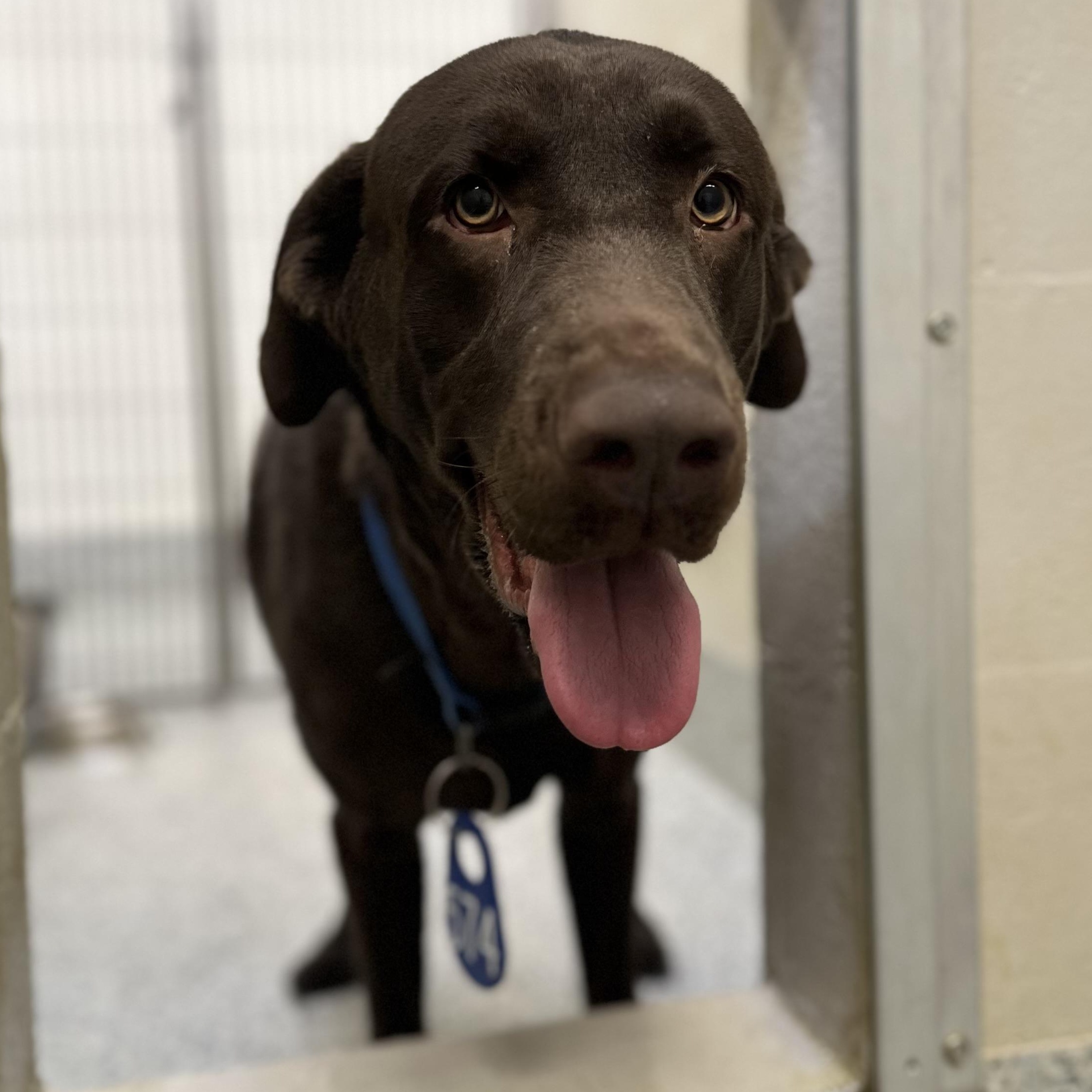 Dog for adoption - Roman (45648/539), a Labrador Retriever in Manassas ...