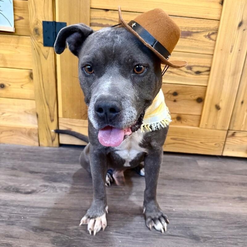 Dog for adoption - Bongo Wigglebottom likes to wear hats, a Pit Bull ...